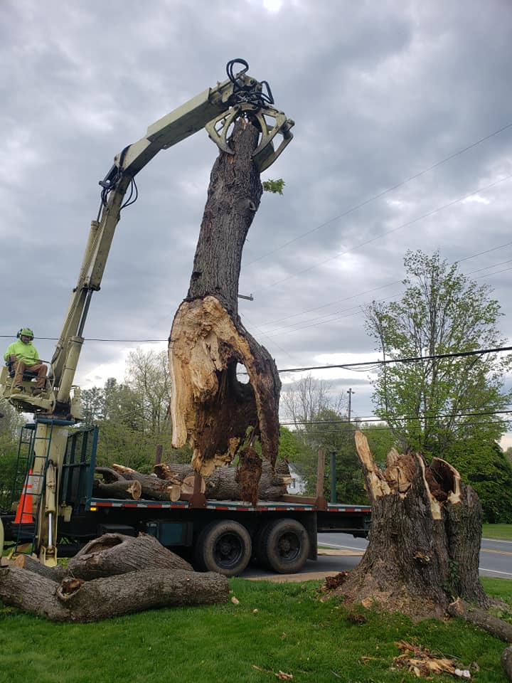 Services - Edelen Tree Experts