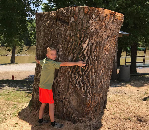 Services - Edelen Tree Experts